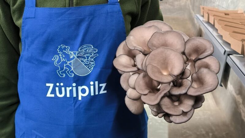 Zurich's best-kept secret: the hidden world of mushrooms! - A Deep Dive into Zurichs Hidden Mushroom World  