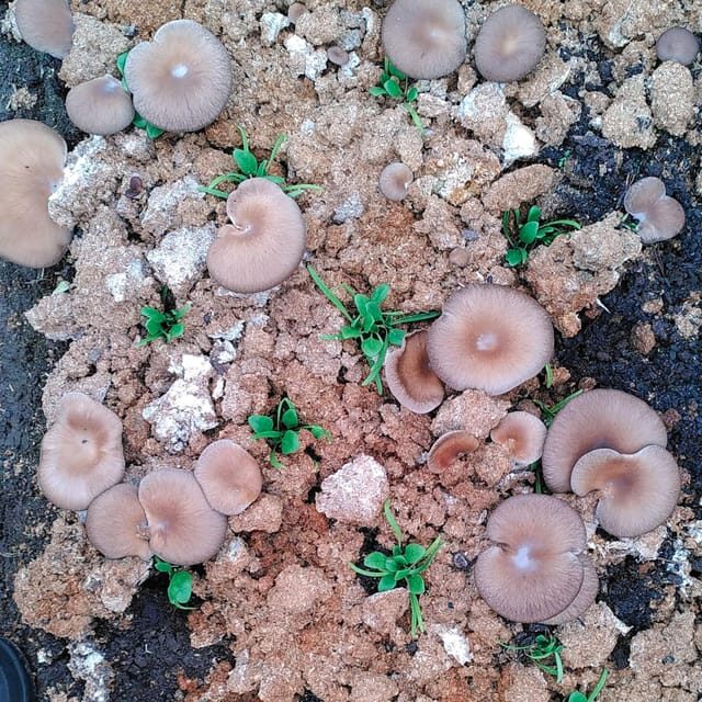 Zurich's best-kept secret: the hidden world of mushrooms! - The Sum Up  