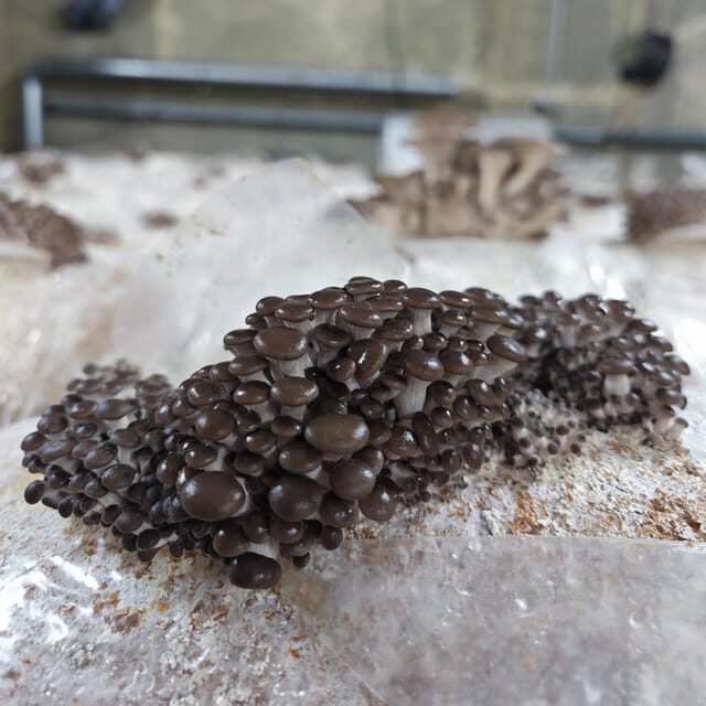 Zurich's best-kept secret: the hidden world of mushrooms! - FAQ  